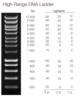 PCR Ladders High Range DNA Ladder - intikemika.com