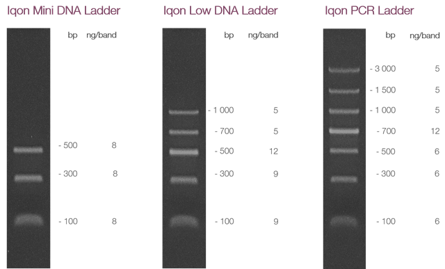PCR Ladders Iqon DNA Ladders - intikemika.com